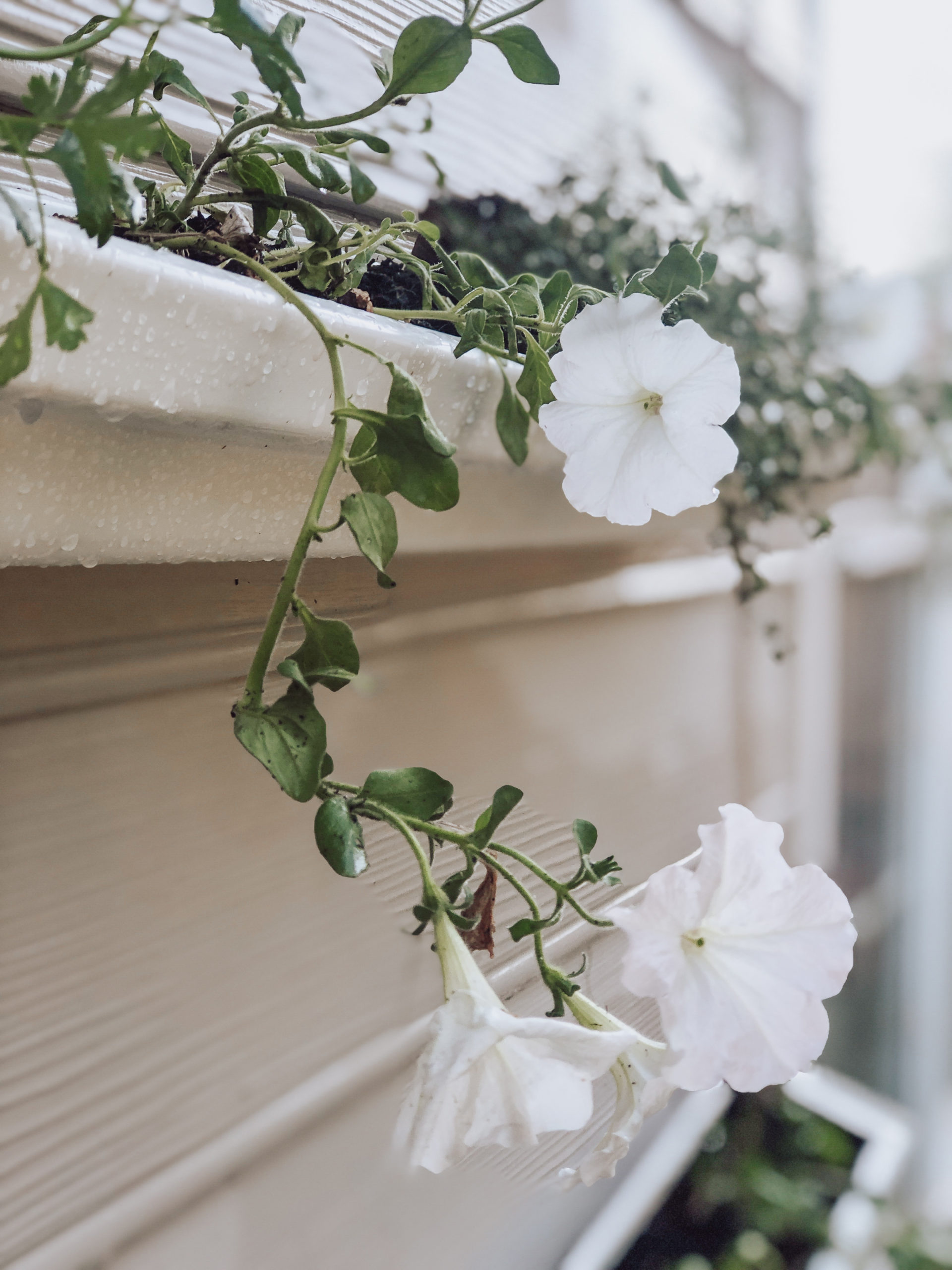 DIY gutter planters. | Amanda Fontenot - the Blog